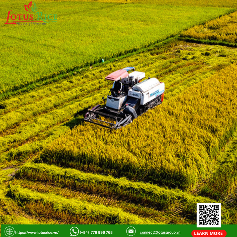 Vietnam Rice Crop Calendar & Export Outlook 2025: Key Regions, Seasons ...