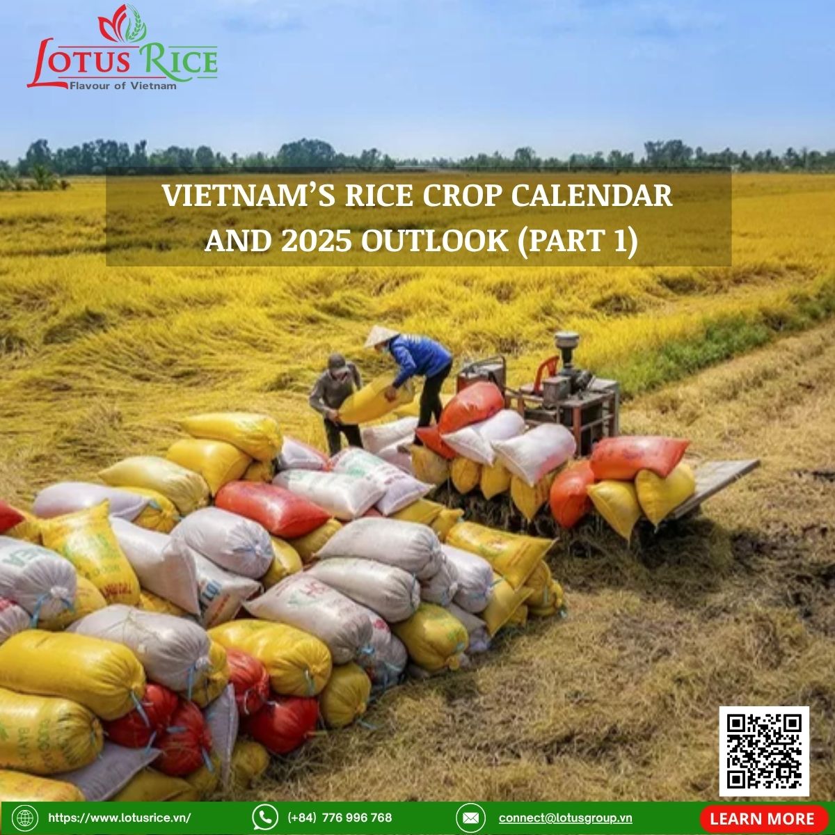 Vietnam Rice Crop Calendar & Export Outlook 2025: Key Regions, Seasons ...